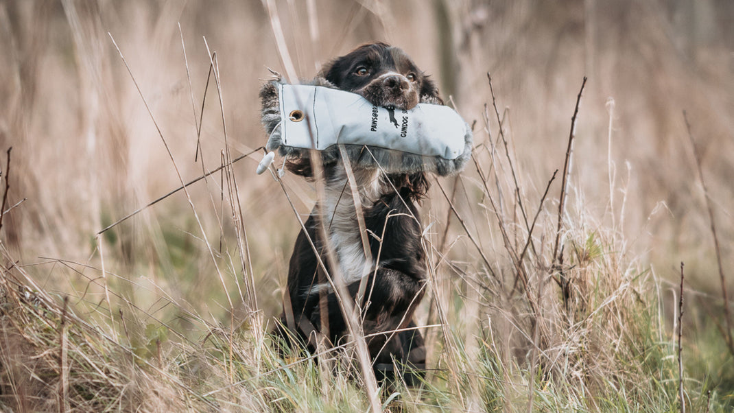 Paws in the Fields - Book Here – paws@brooklyn
